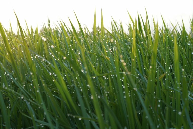 Šťáva z pšeničné trávy je silnější než káva a dodá energii na celý den ...