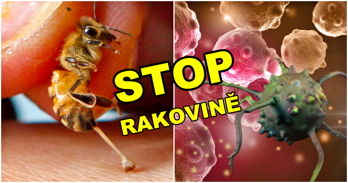 Jed včely medonosné působí proti rakovině prsu | JakZdravě.cz