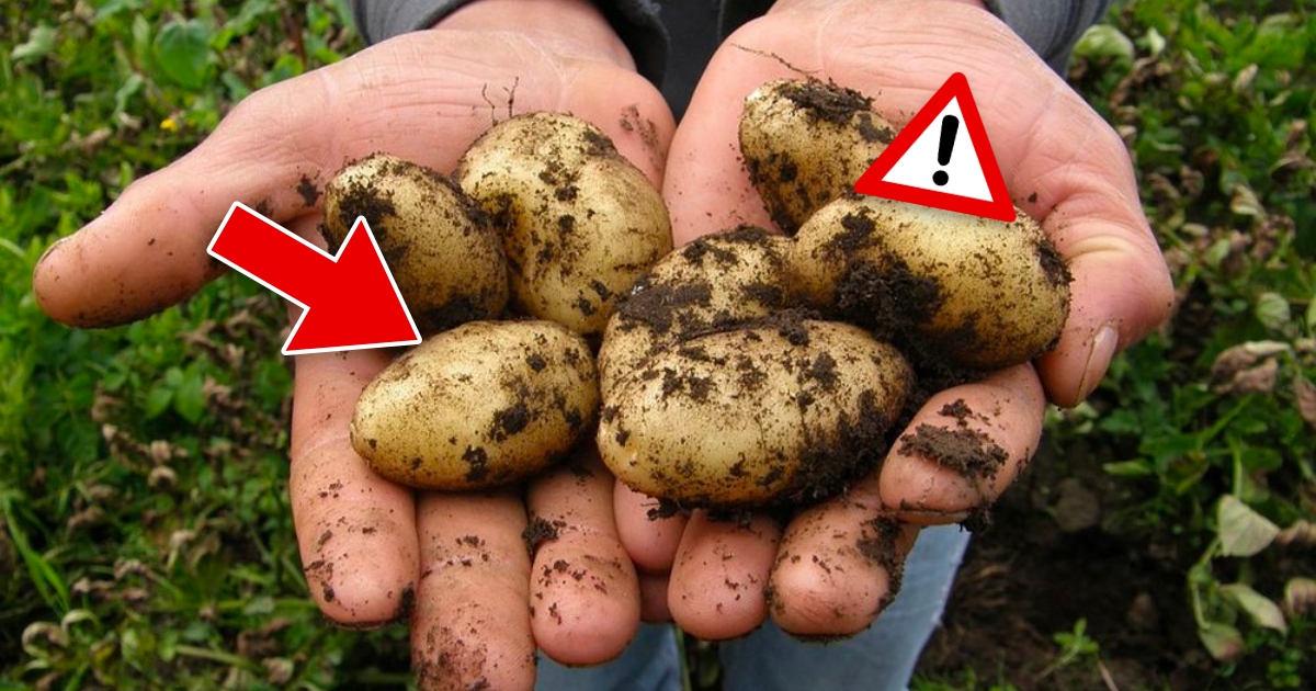 Je každodenní konzumace brambor zdravá? | JakZdravě.cz