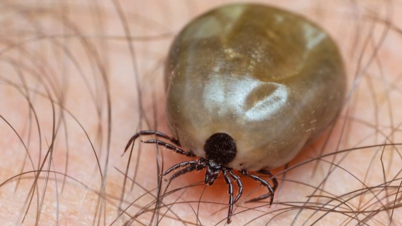 Lymská borelióza a nejčastější příznaky tohoto onemocnění