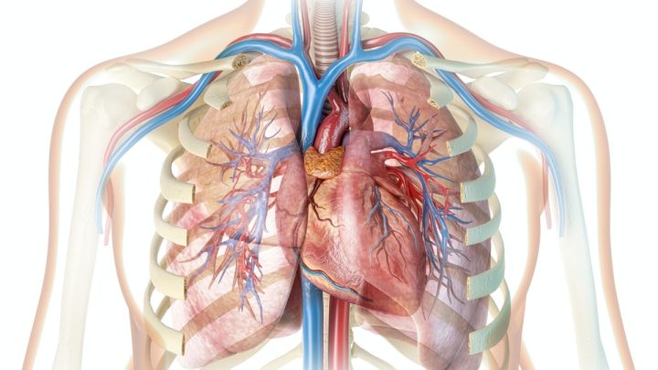 Jak si udržet své srdce co nejdéle ve zdraví | JakZdravě.cz