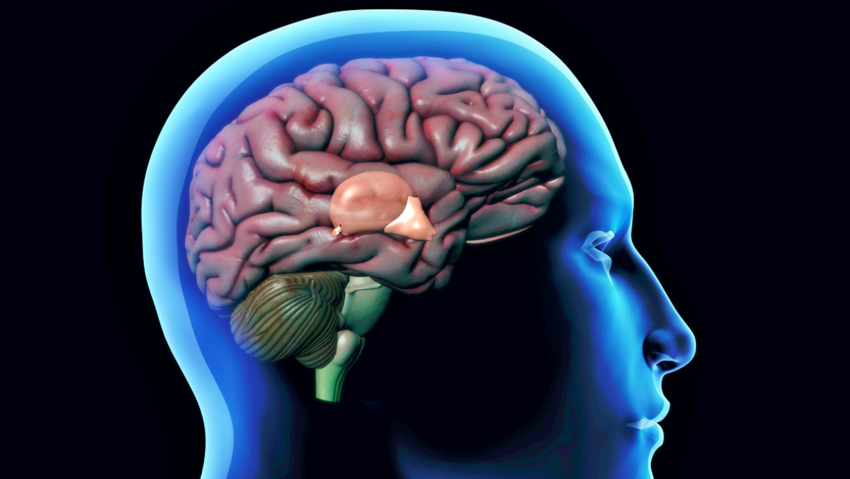 Funkce epifýzy, neboli tzv. třetího oka | JakZdravě.cz