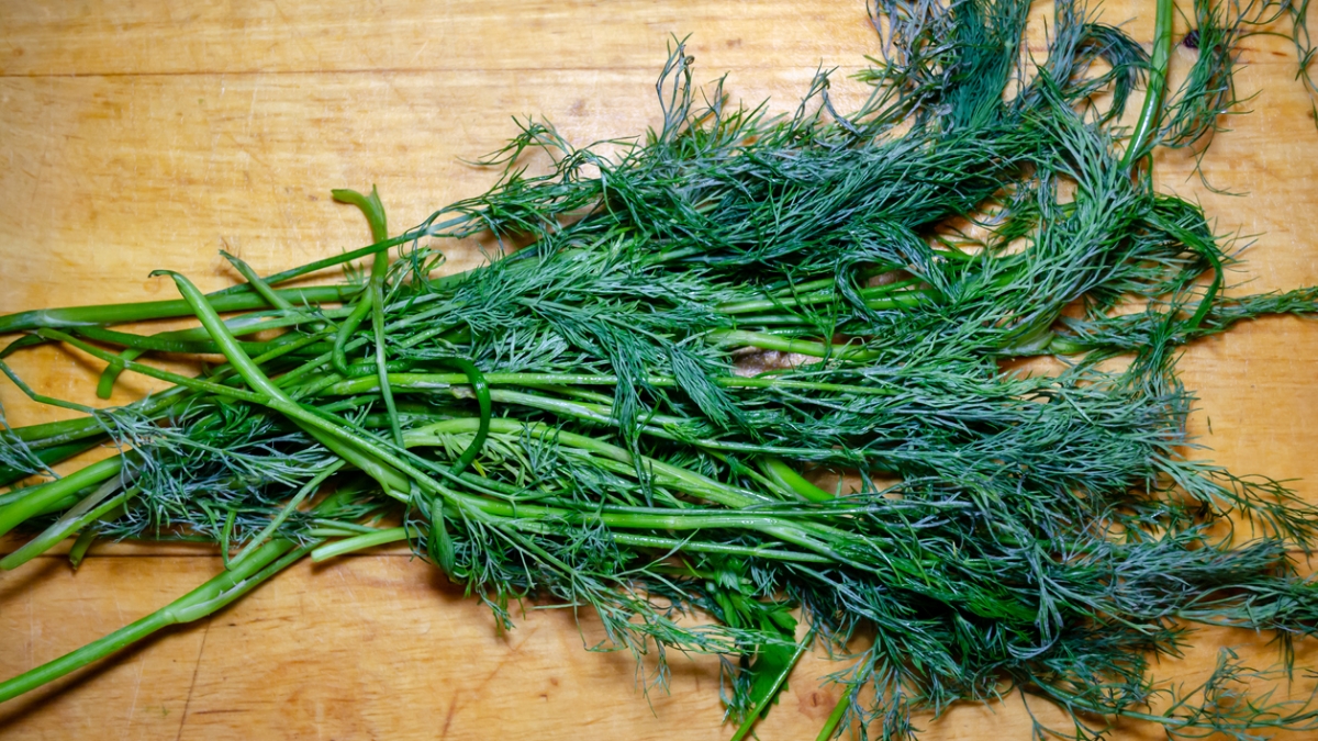 Kopr je univerzální bylinkou, zlepší psychické i fyzické zdraví