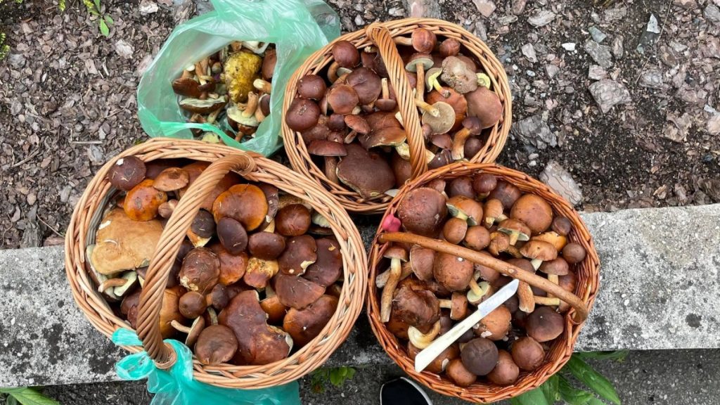 Sbírání hub a otrava po jejich konzumaci | JakZdravě.cz