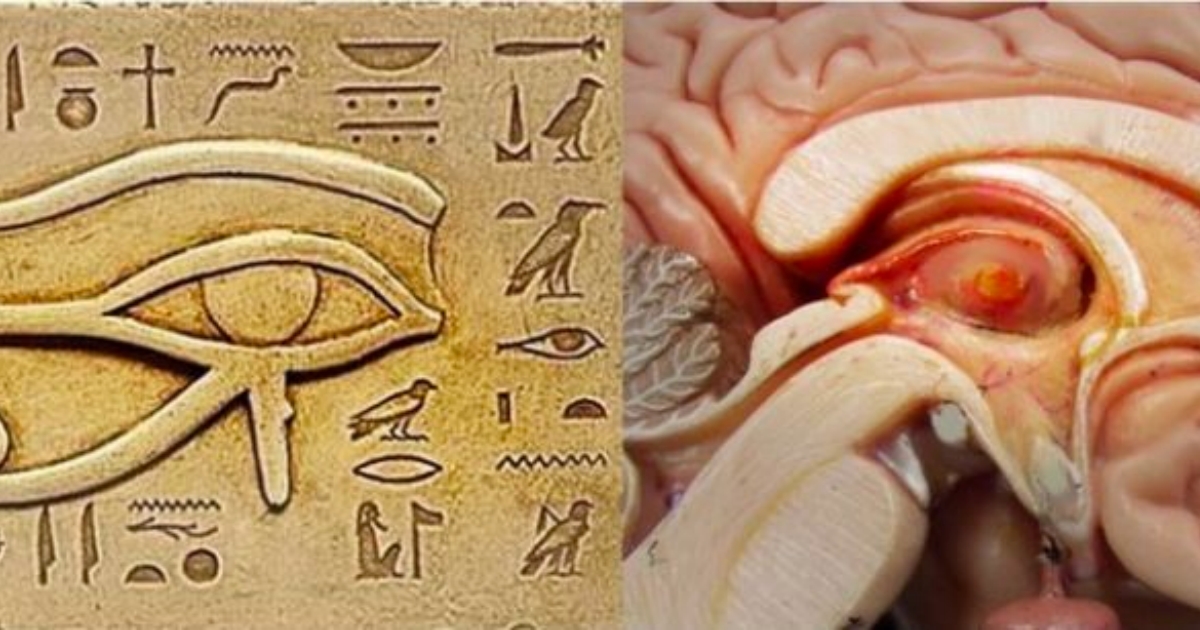 Funkce epifýzy, neboli tzv. třetího oka | JakZdravě.cz