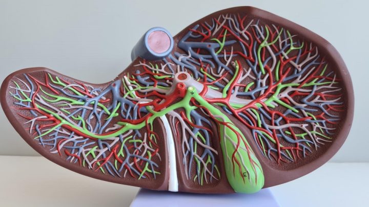 Jak snadno očistit játra a zbavit se hněvu | JakZdravě.cz