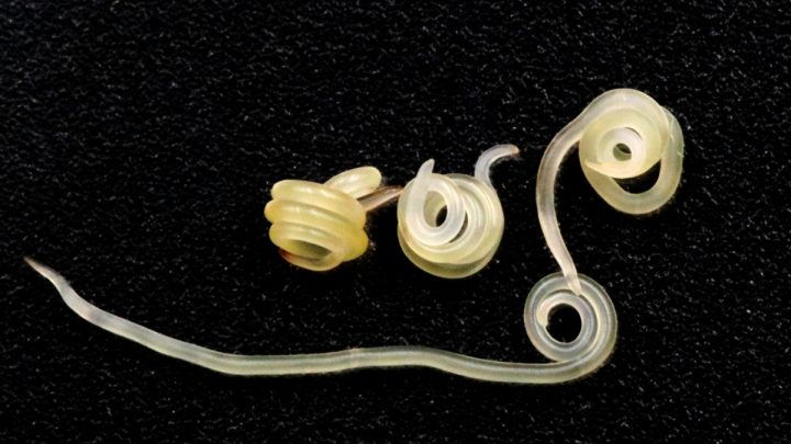 Zbavte se vnitřních parazitů: Babiččina přírodní léčba