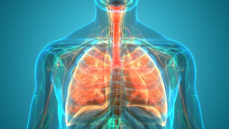 Není to obecně známé, ale i plíce můžeme pročistit