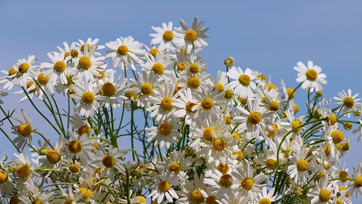 Naše babičky moc dobře znaly sílu heřmánkového čaje
