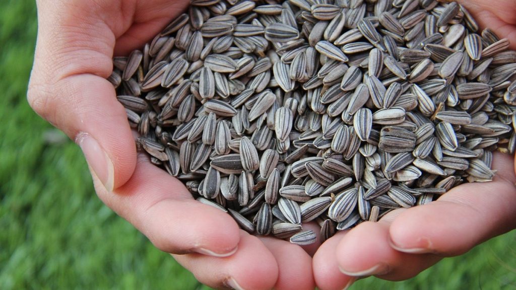 Slunečnicová semínka, skvělé zobání, pomůžou se záněty