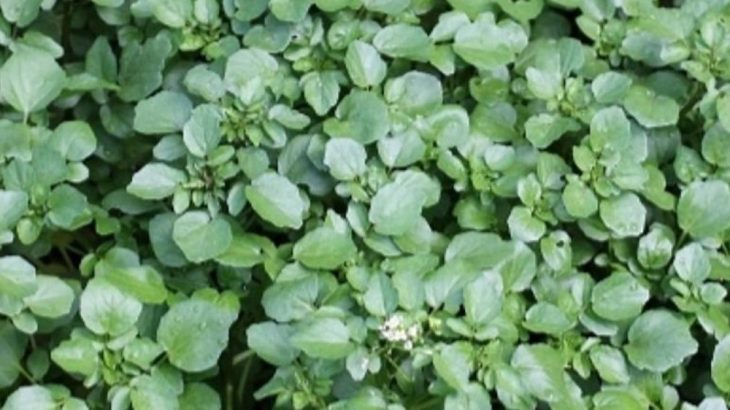 Ne nadarmo je tato rostlina prohlášena za nejzdravější na světě