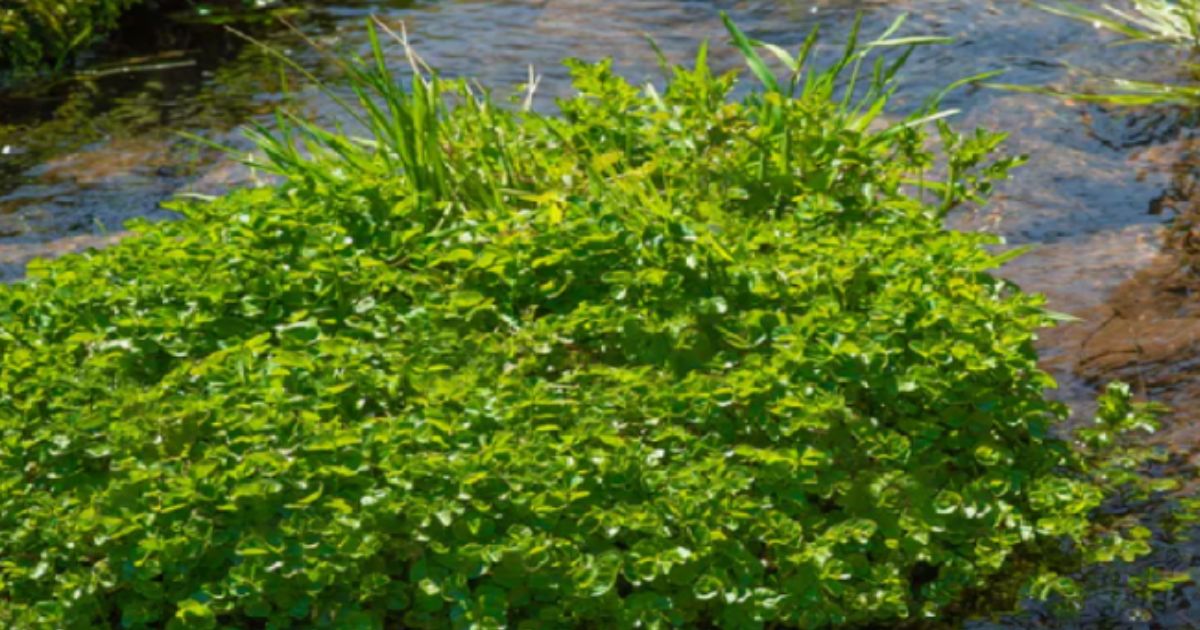 Ne nadarmo je tato rostlina prohlášena za nejzdravější na světě